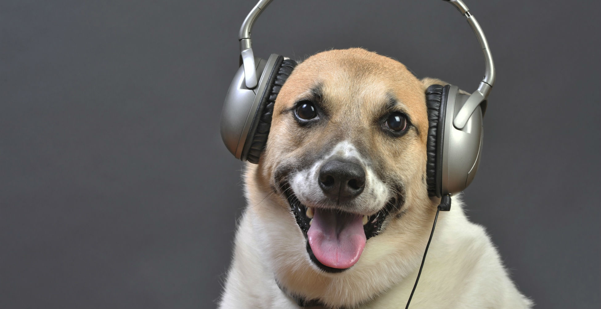 Gwiazdy na czterech łapach | Electronic Beats Poland